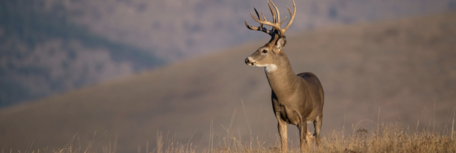 Deer Processing – Wag's Brothers Meats, LLC